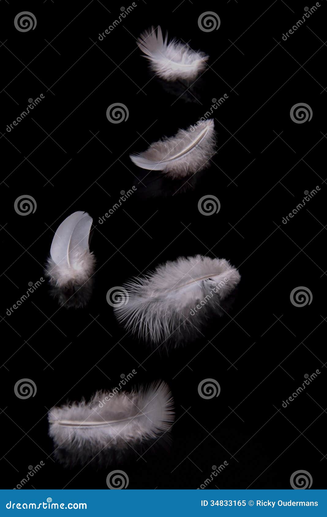 Feathers dwarling down stock image. Image of mirror, white - 34833165