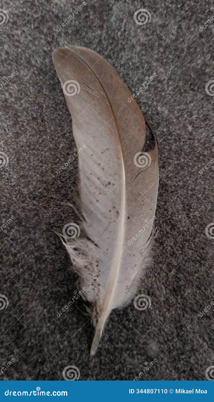 Bird Feathers stock photo. Image of outer, forms, feathers - 344807110