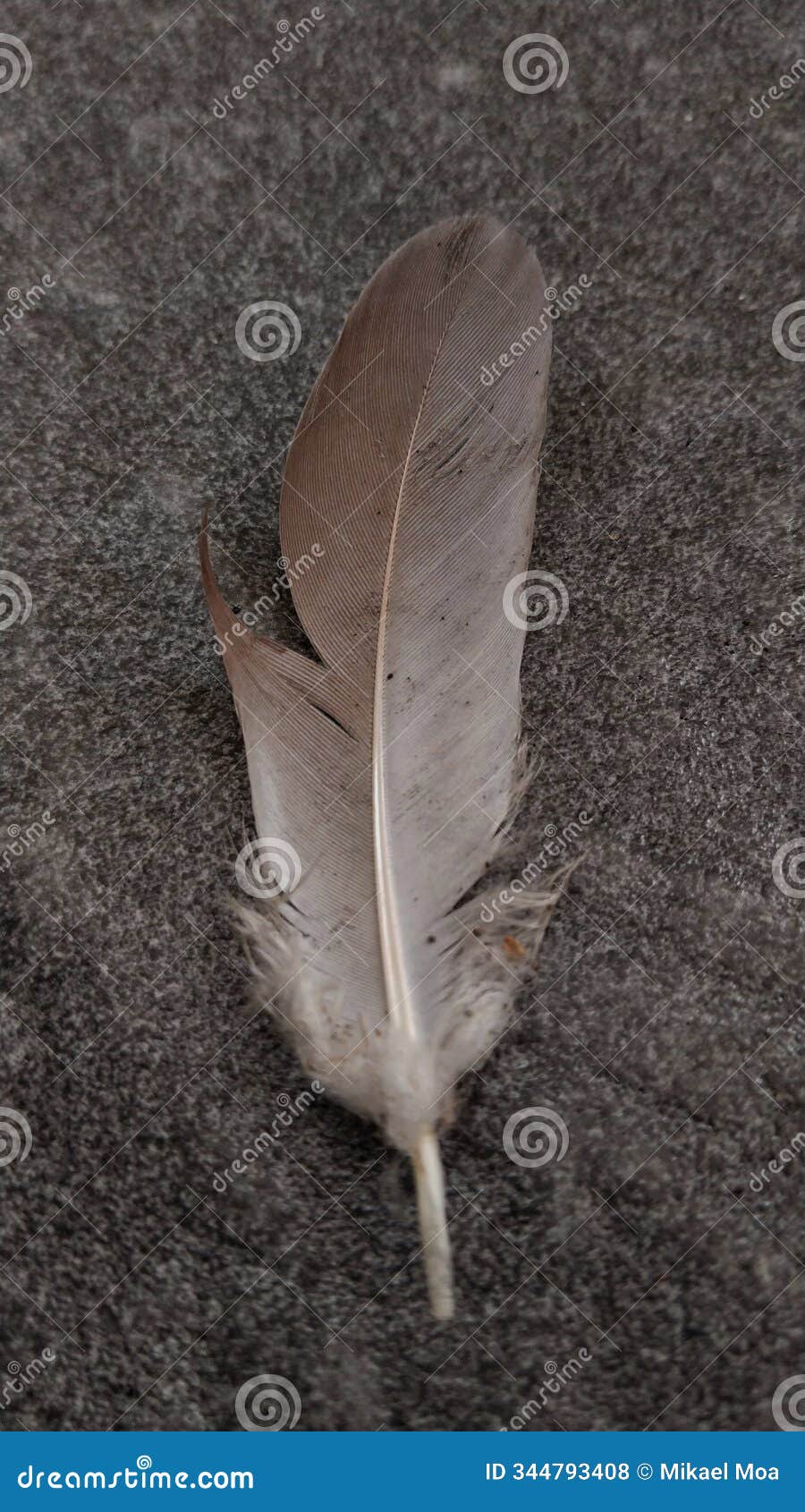 Bird Feathers stock photo. Image of epidermal, structure - 344793408