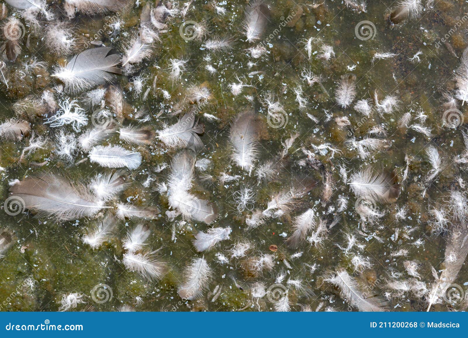 Feathers Floating in an Algae Filled Pond Stock Photo - Image of avian ...