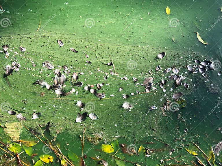 Feather and algae stock image. Image of ecology, health - 108996475