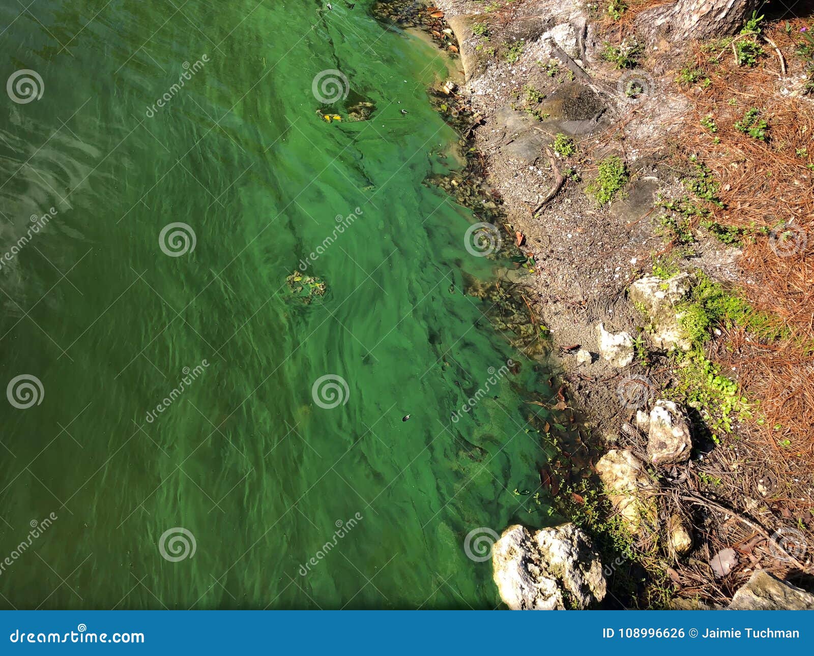 Feather and algae stock photo. Image of cleaning, pollution - 108996626