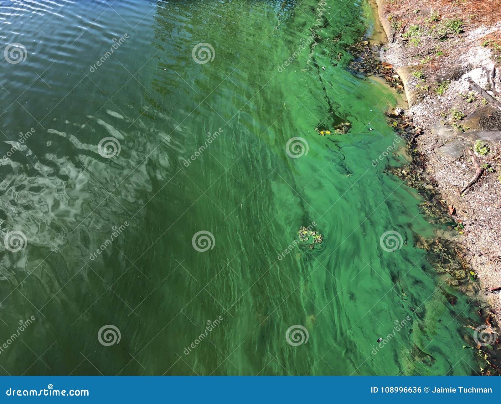 Feather and algae stock photo. Image of issues, feather - 108996636