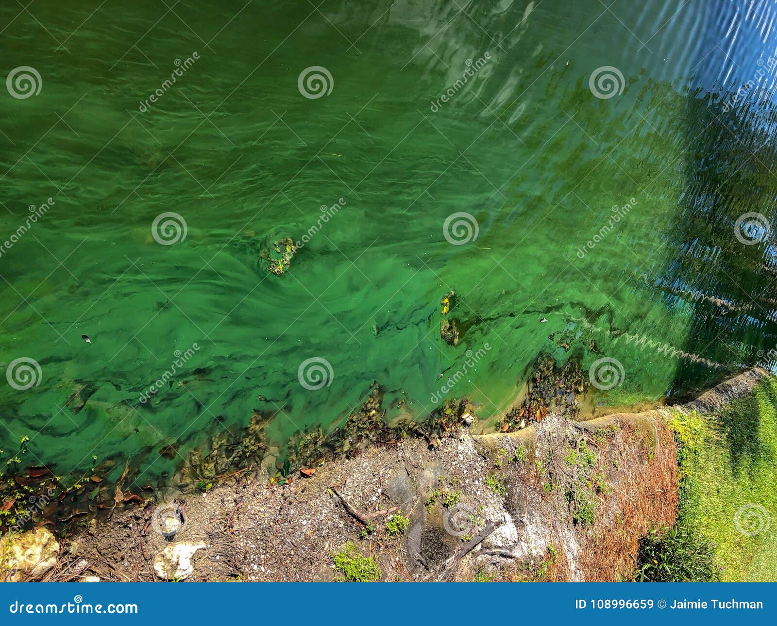 Feather and algae stock image. Image of nature, foam - 108996659