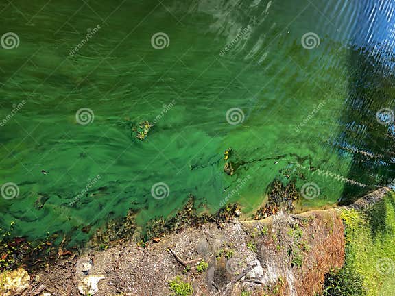 Feather and algae stock image. Image of nature, foam - 108996659