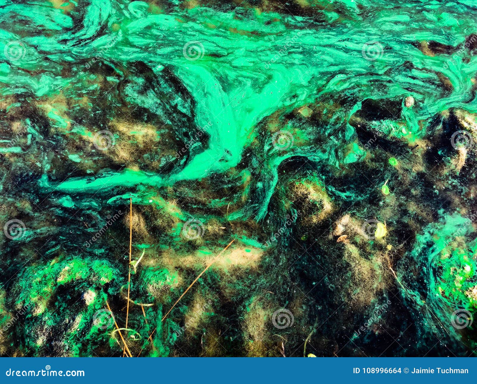 Feather and algae stock photo. Image of holiday, death - 108996664