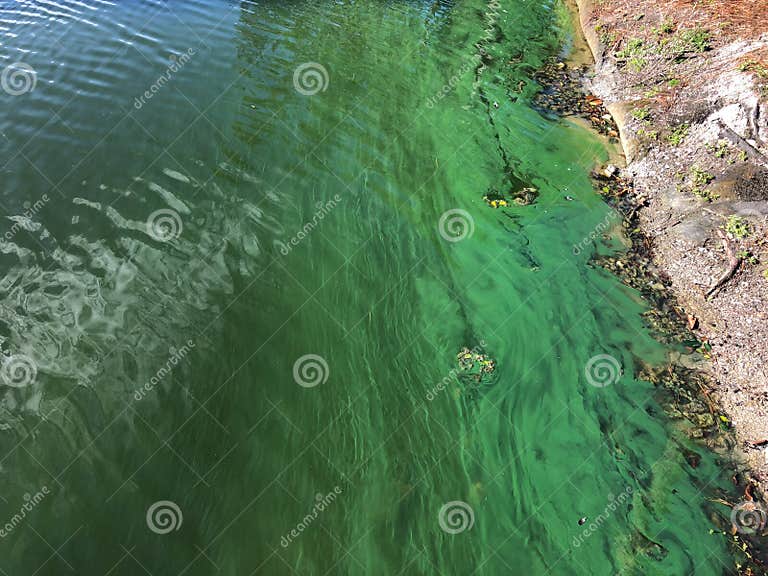 Feather and algae stock photo. Image of healthy, environmental - 108996666