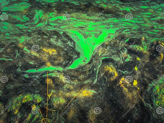 Feather and algae stock image. Image of holiday, acid - 108996667