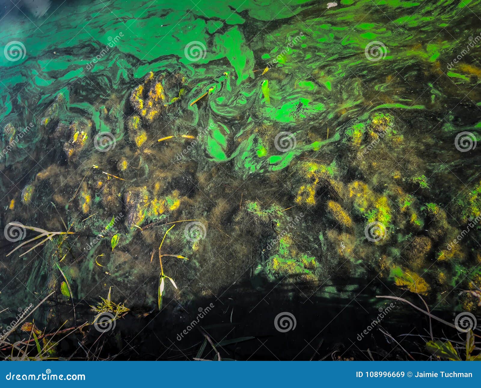 Feather and algae stock image. Image of healthy, health - 108996669