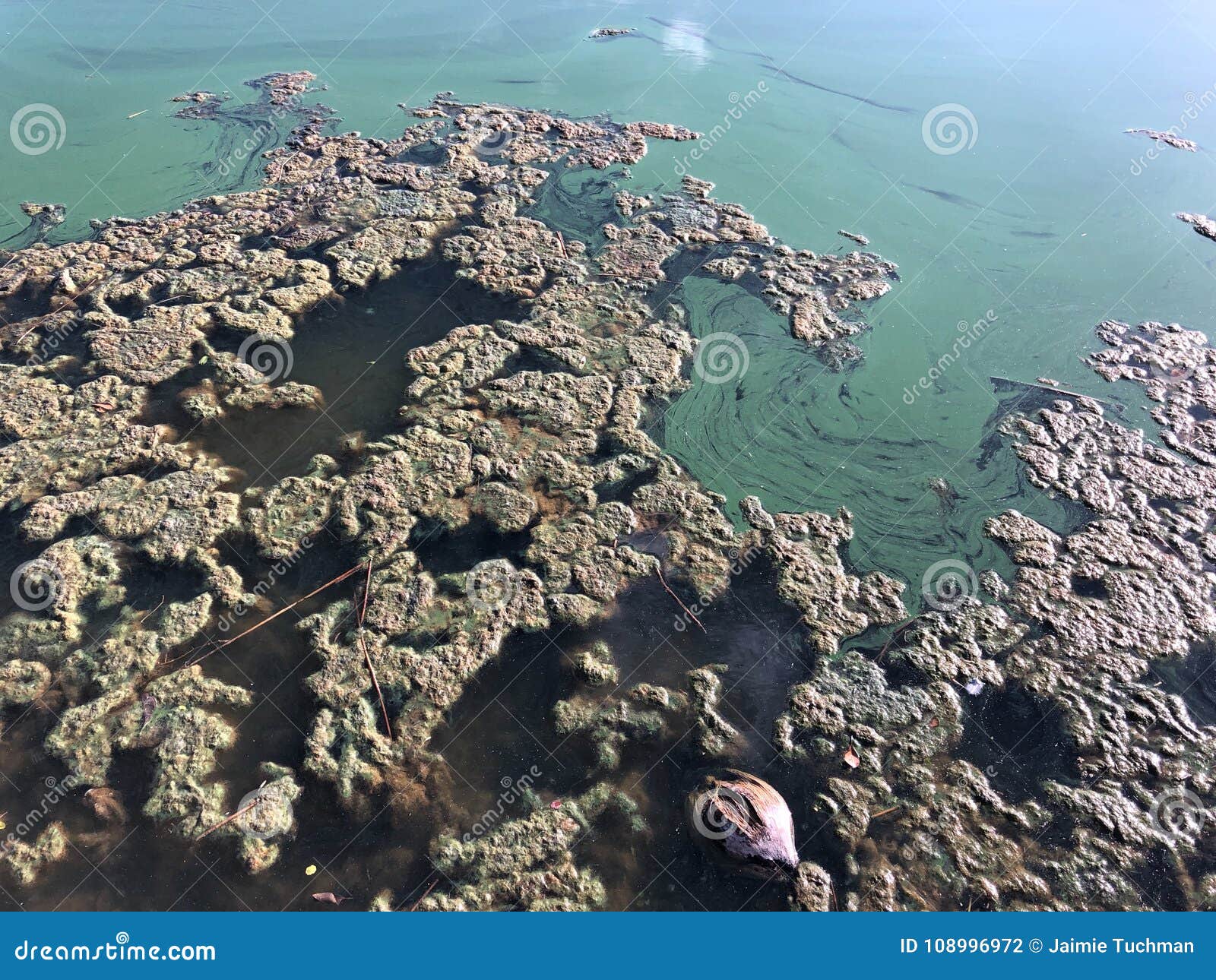 Feather and algae stock photo. Image of dirty, plant - 108996972