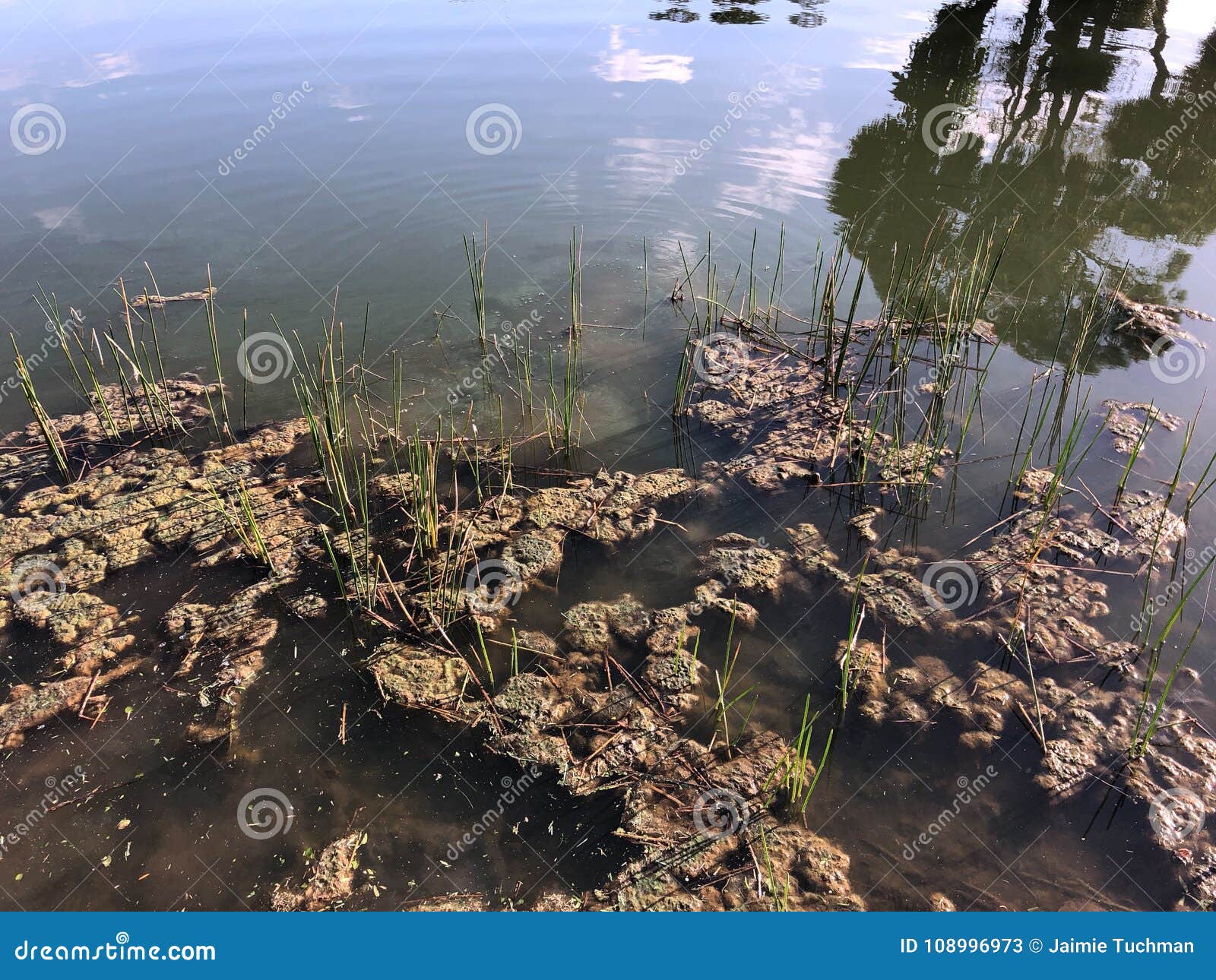 Feather and algae stock image. Image of plant, fish - 108996973