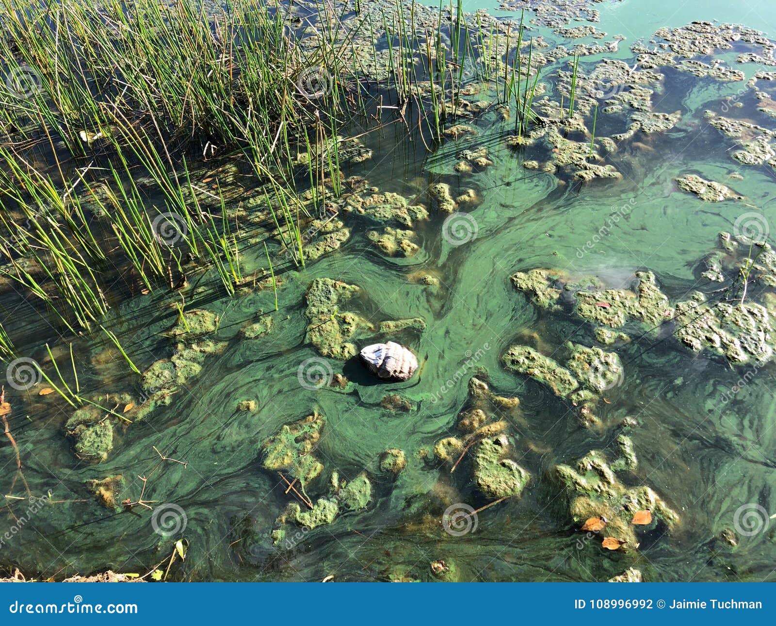 Feather and algae stock photo. Image of dirty, pollution - 108996992