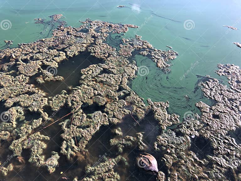 Feather and algae stock photo. Image of healthy, rubbish - 108996998