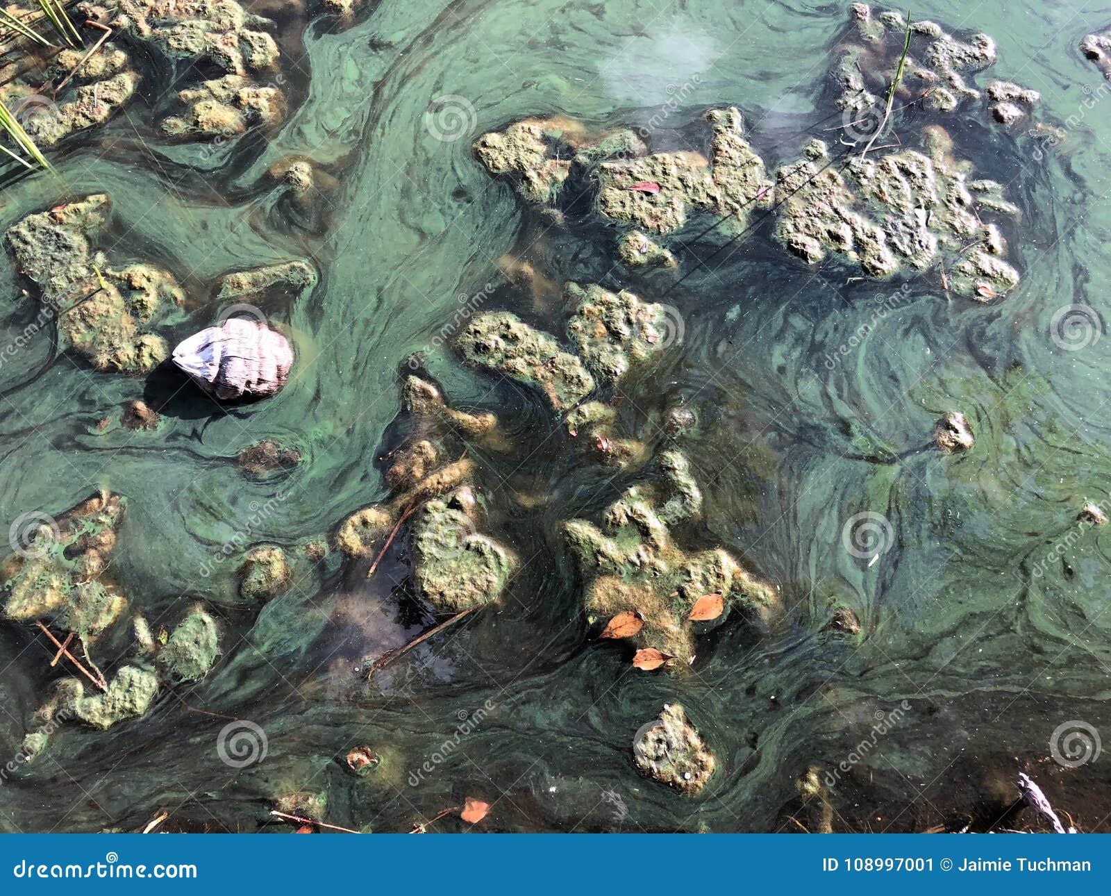 Feather and algae stock image. Image of rubbish, jelly - 108997001