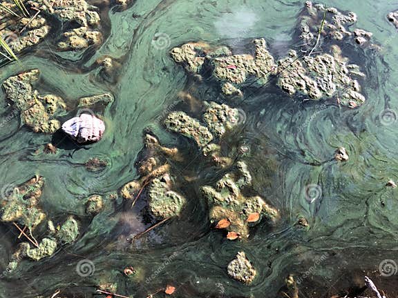 Feather and algae stock image. Image of rubbish, jelly - 108997001