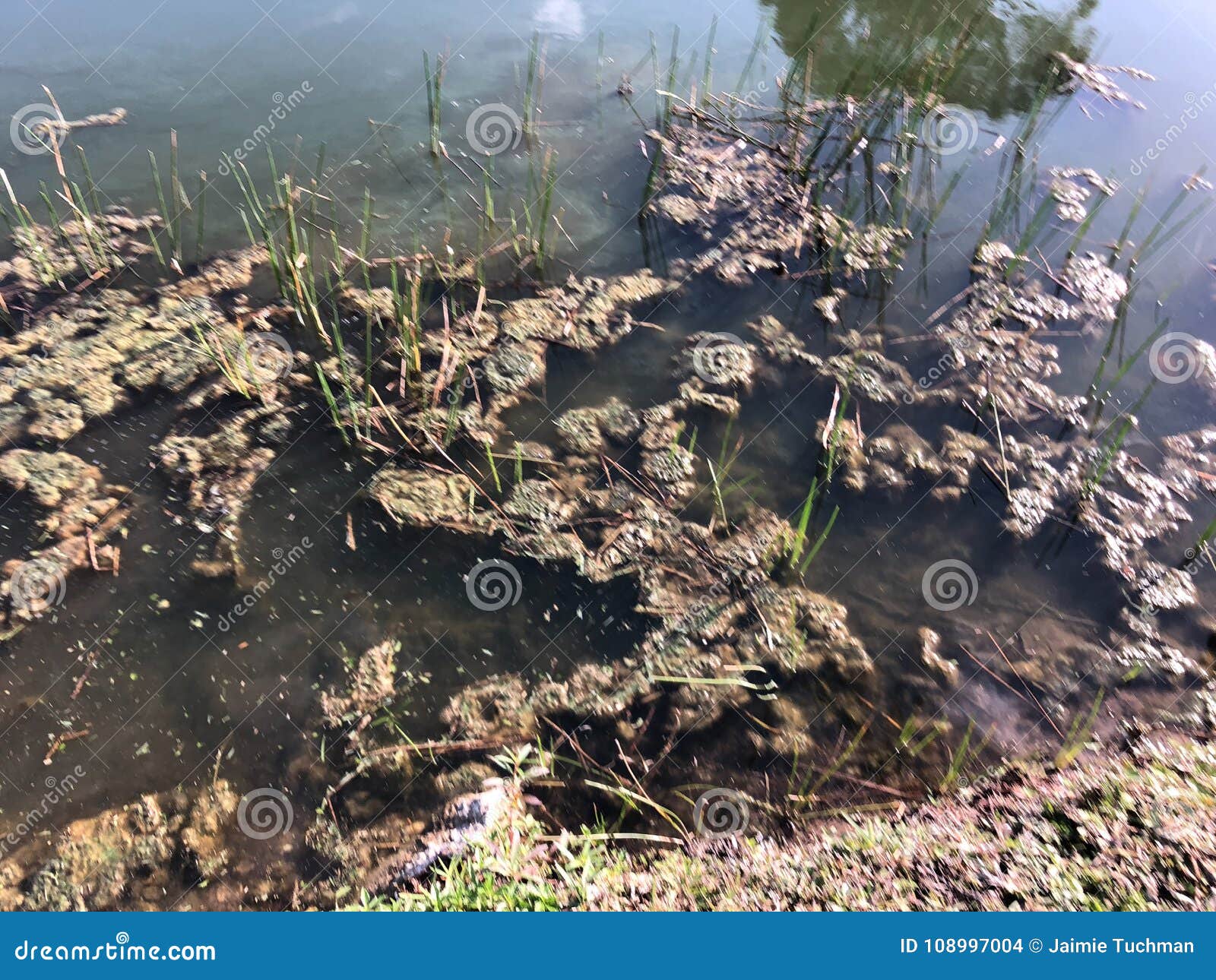 Feather and algae stock photo. Image of protection, green - 108997004