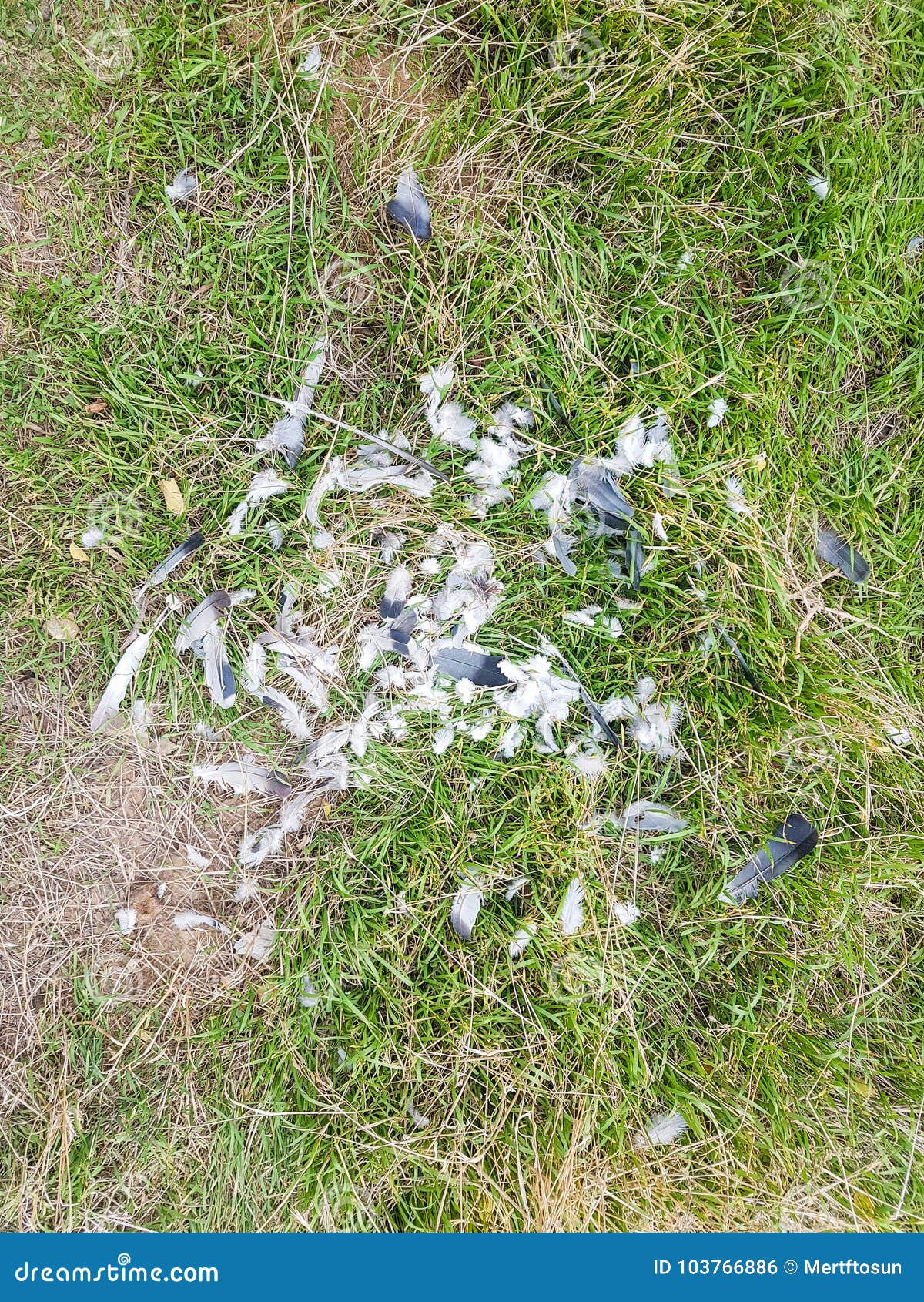 Feathers on Grass. Leftover of a Bird Stock Photo - Image of animal ...