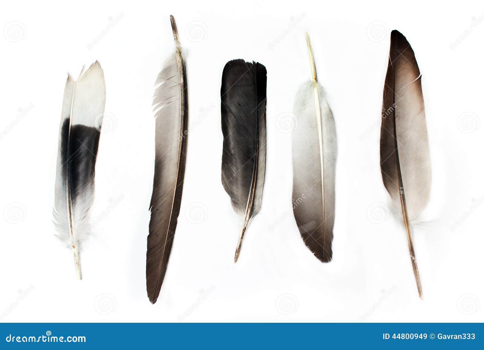 Feathers stock image. Image of macro, smooth, feather - 44800949