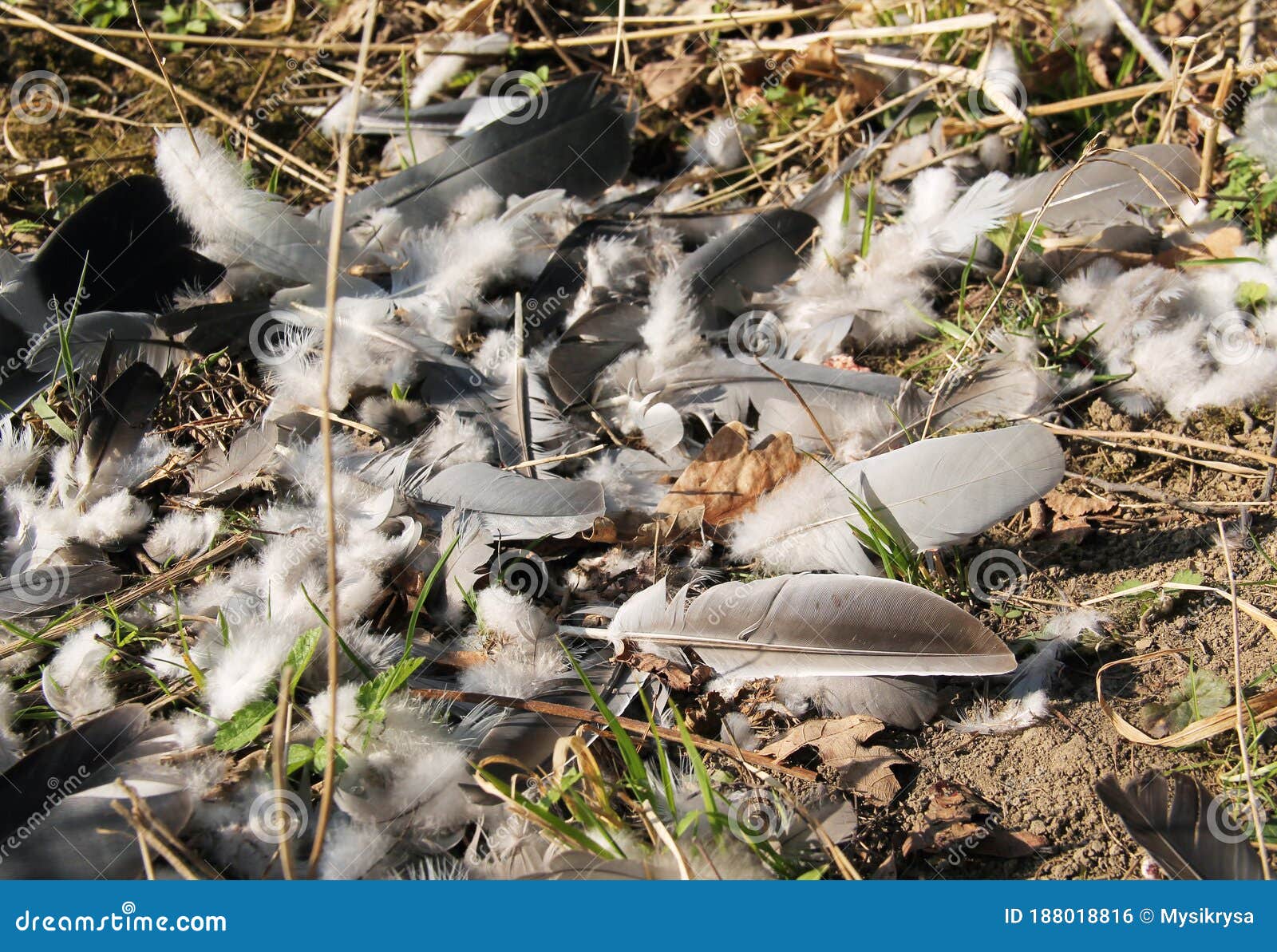 Feathers stock photo. Image of hunted, feathers, nature - 188018816