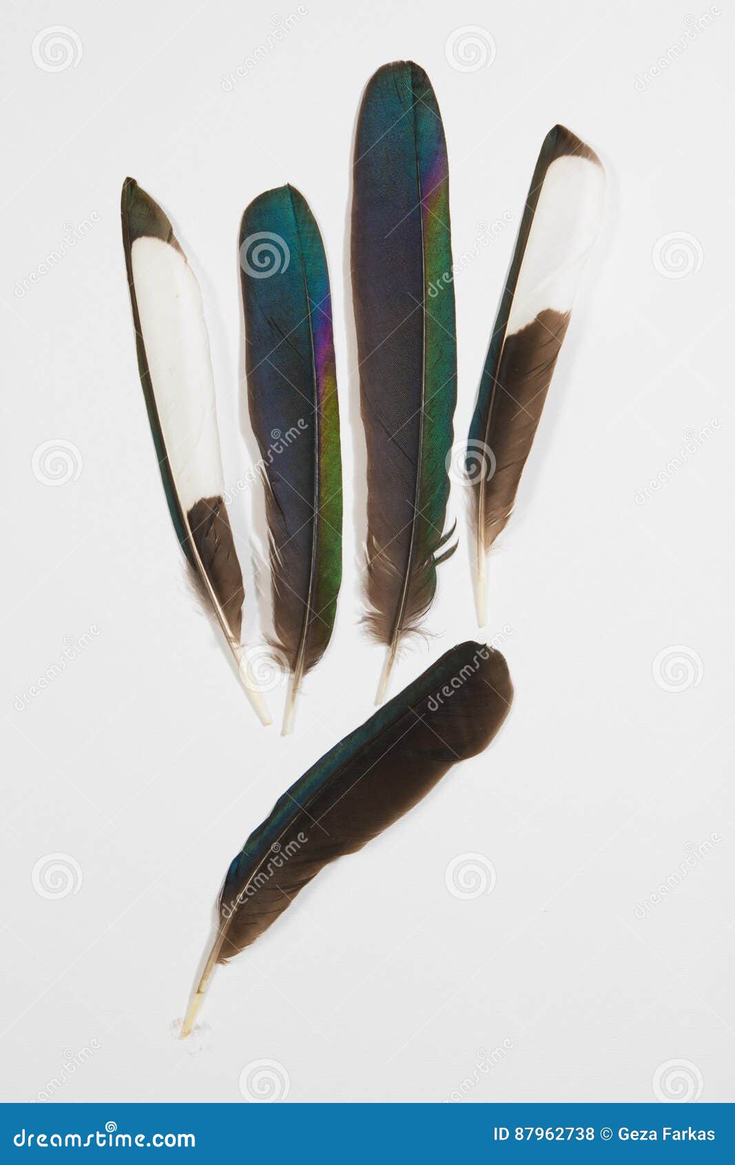 Feathers of Magpie, Pica Pica Stock Photo - Image of soft, elegance ...