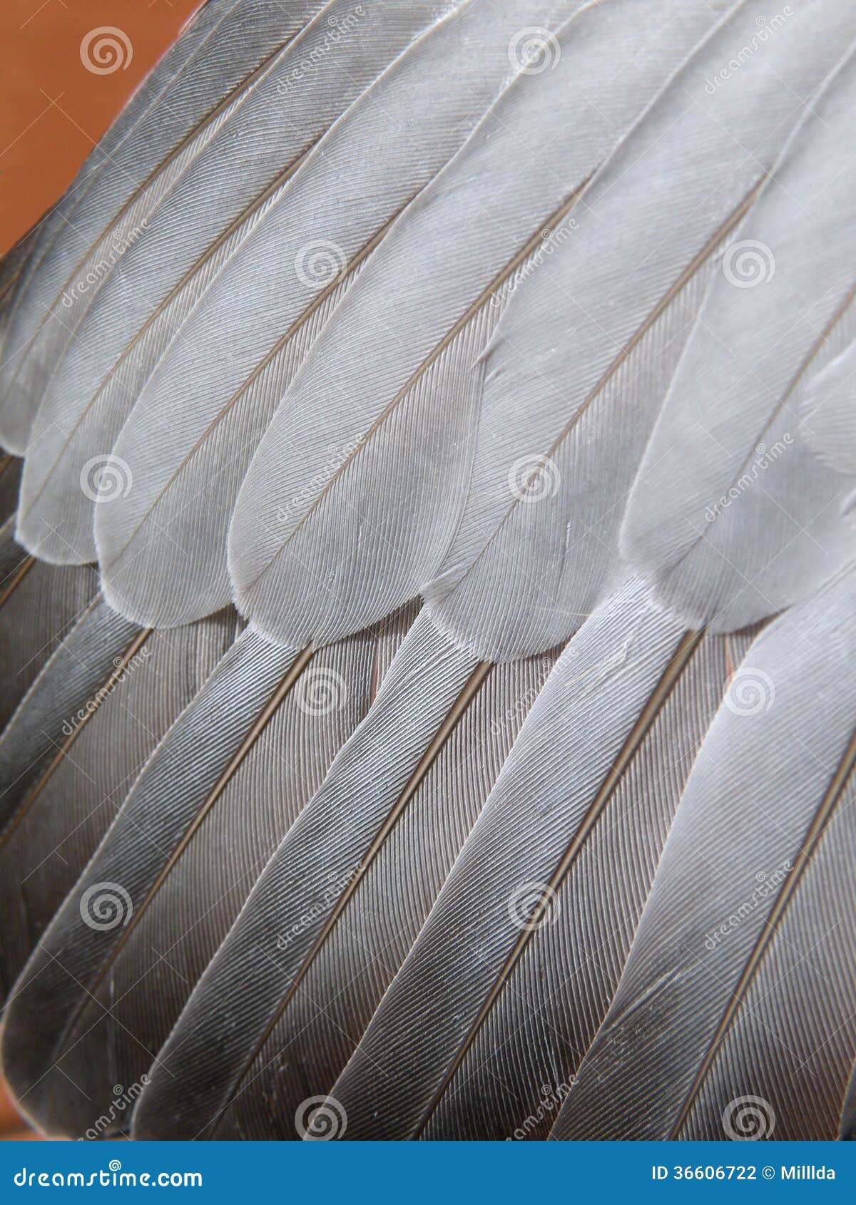 Yang Dove Stock Photo | CartoonDealer.com #22901130