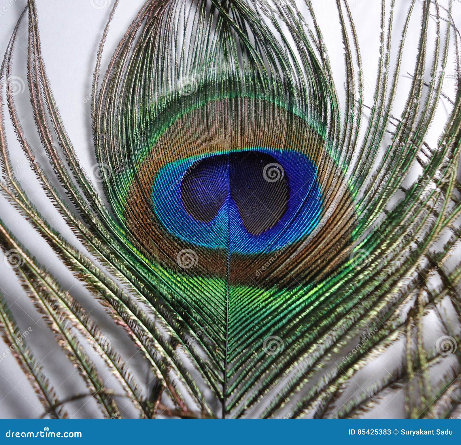 Feathers of Peacock or Peafowl Stock Image - Image of indochina, basin ...