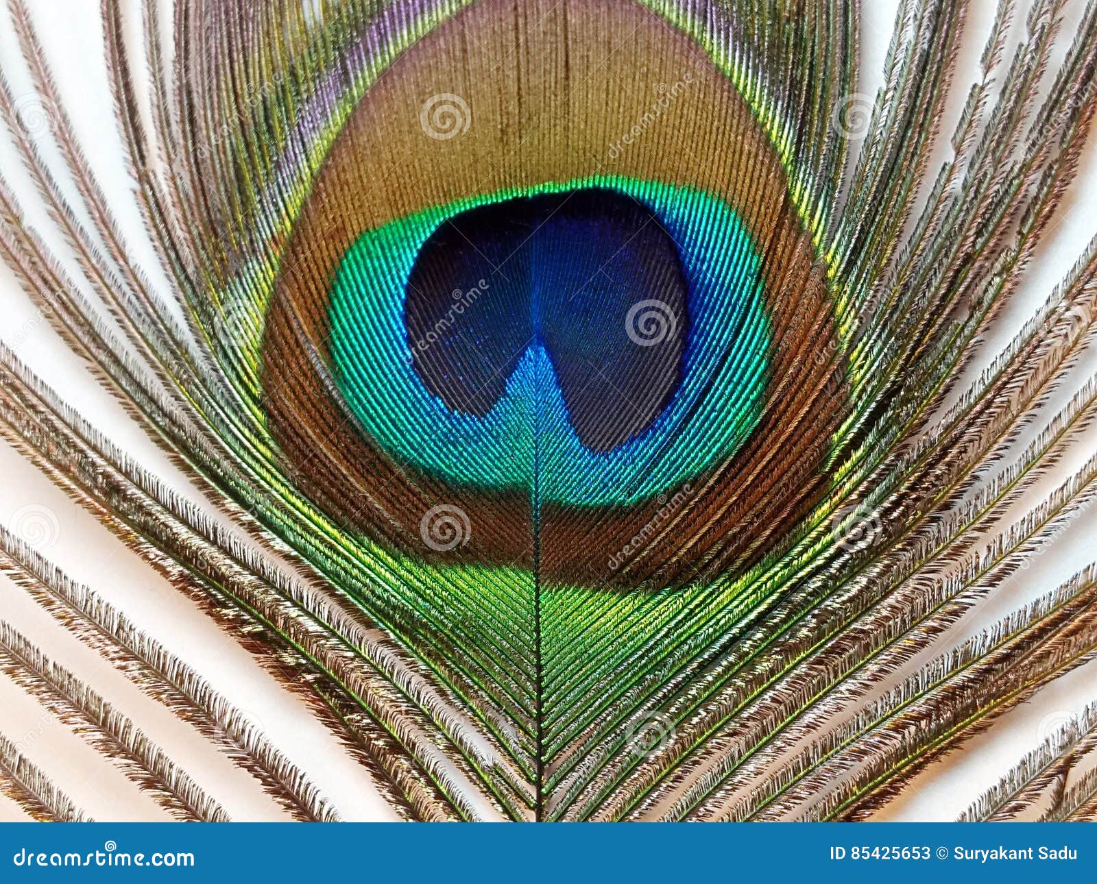 Royalty Free Images, Cartoons, Illustrations And Photos Designed By ...