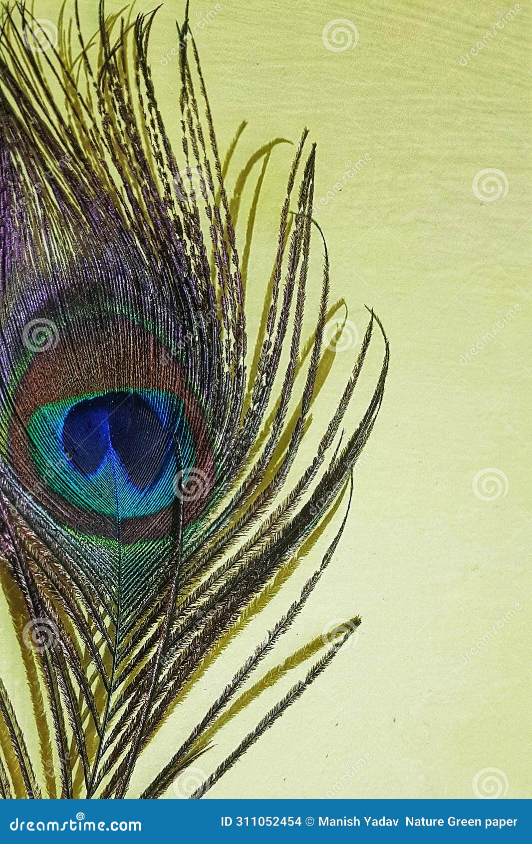 Feathers Peacock Wings Color Picture Stock Photo - Image of feathers ...