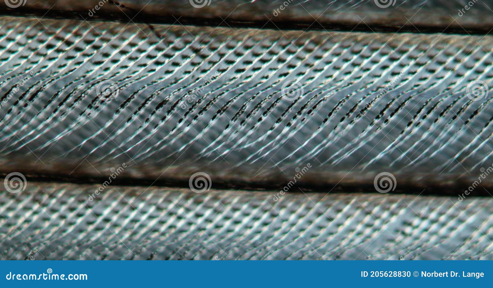 Feathers of a pheasant stock footage. Video of microscopy - 205628830