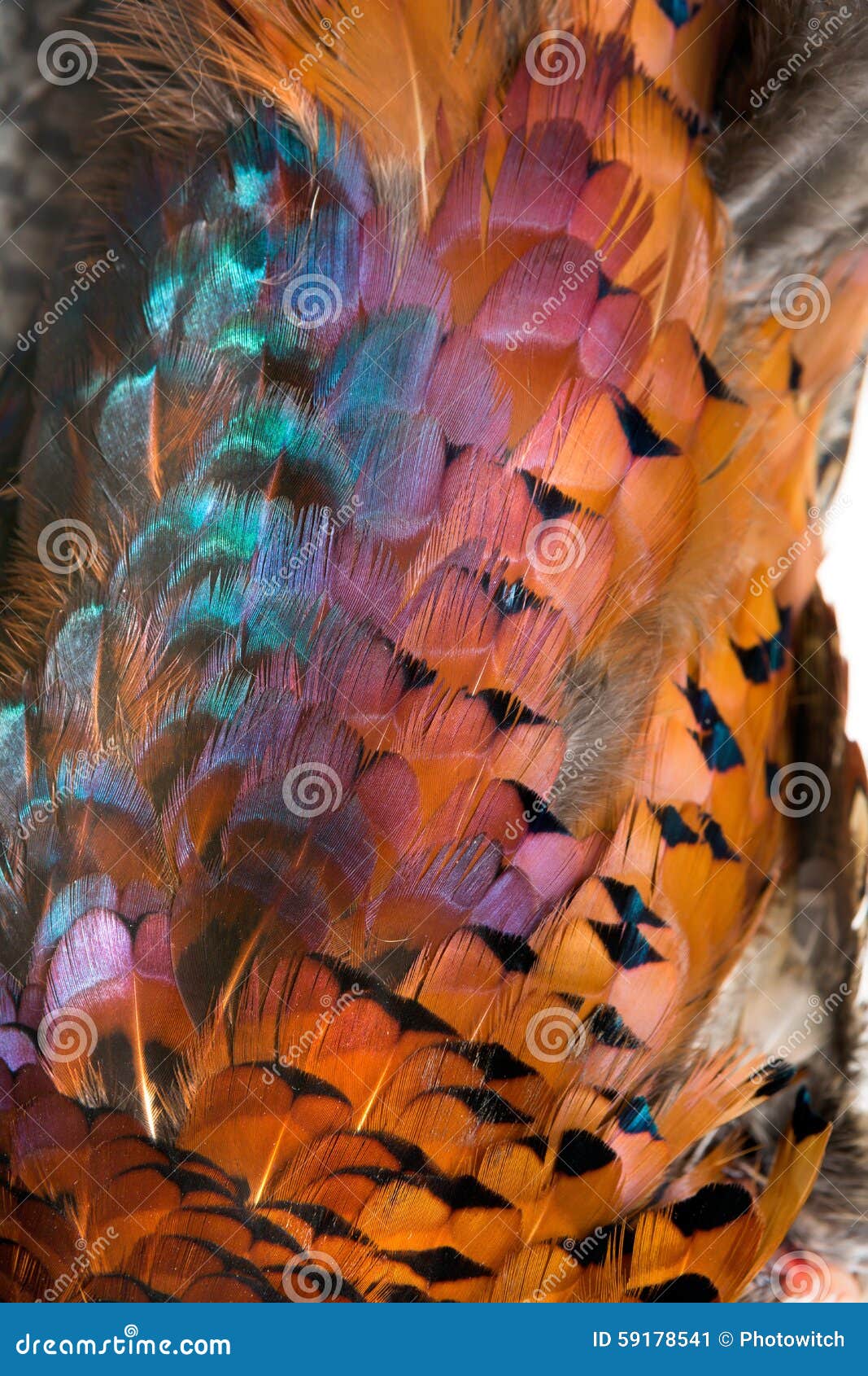 Feathers of a pheasant stock image. Image of quill, hunting - 59178541