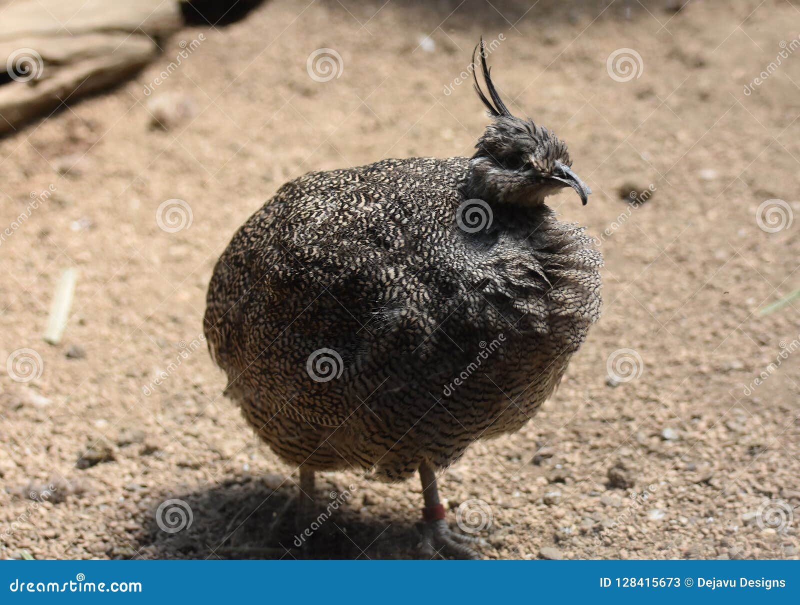 Feathers Puffed Up on a Elegant Crested Tinamou Bird Stock Image ...