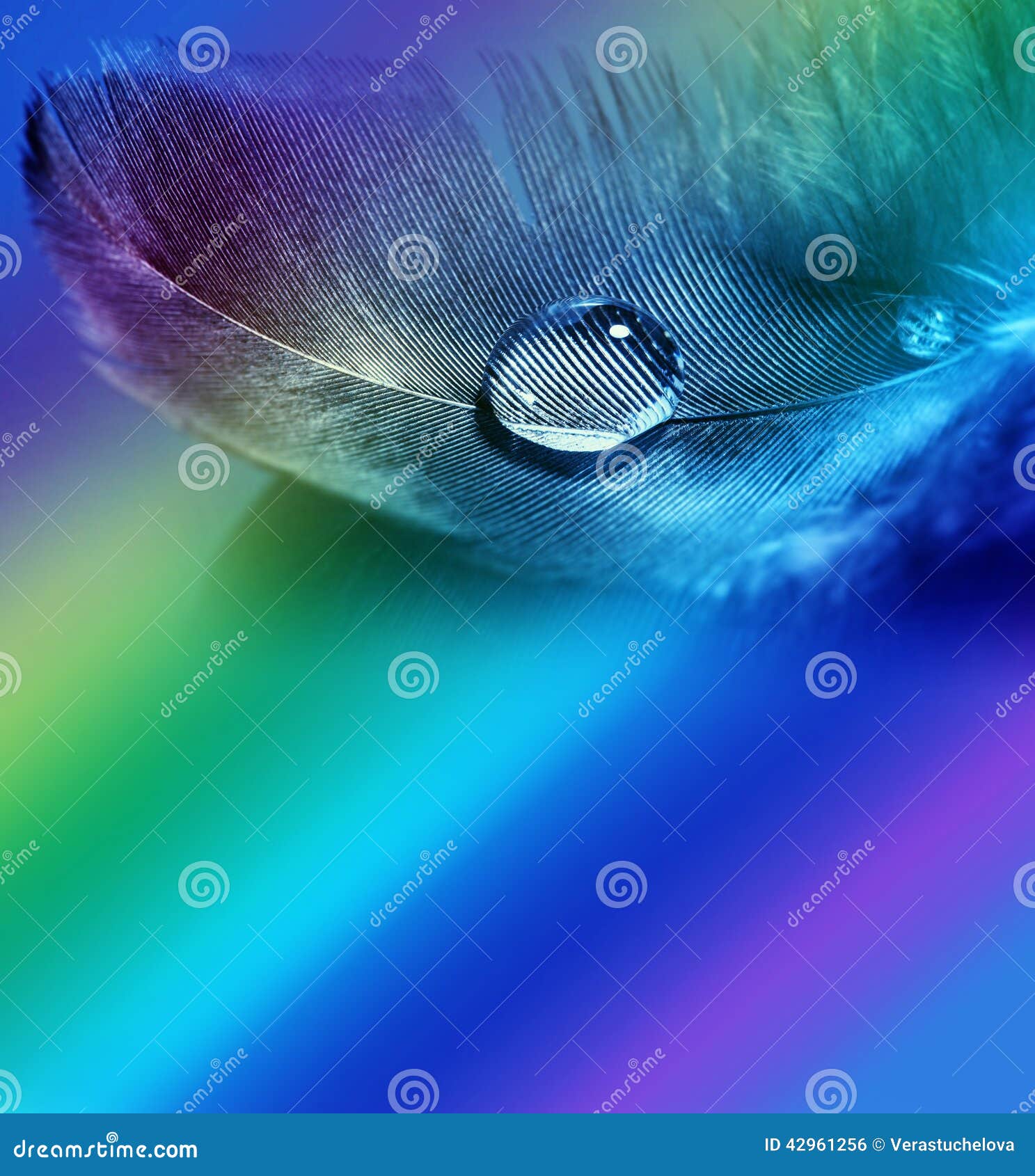 Feathers with rain drop stock photo. Image of coat, blue - 42961256
