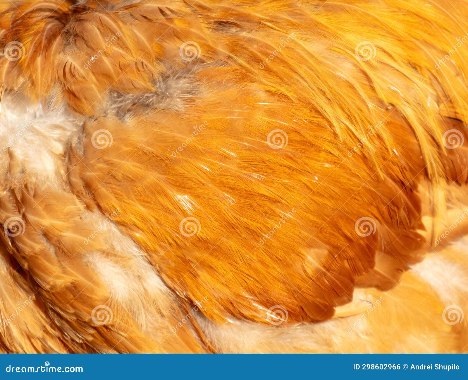 Feathers of a Red Rooster As an Abstract Background. Texture Stock ...