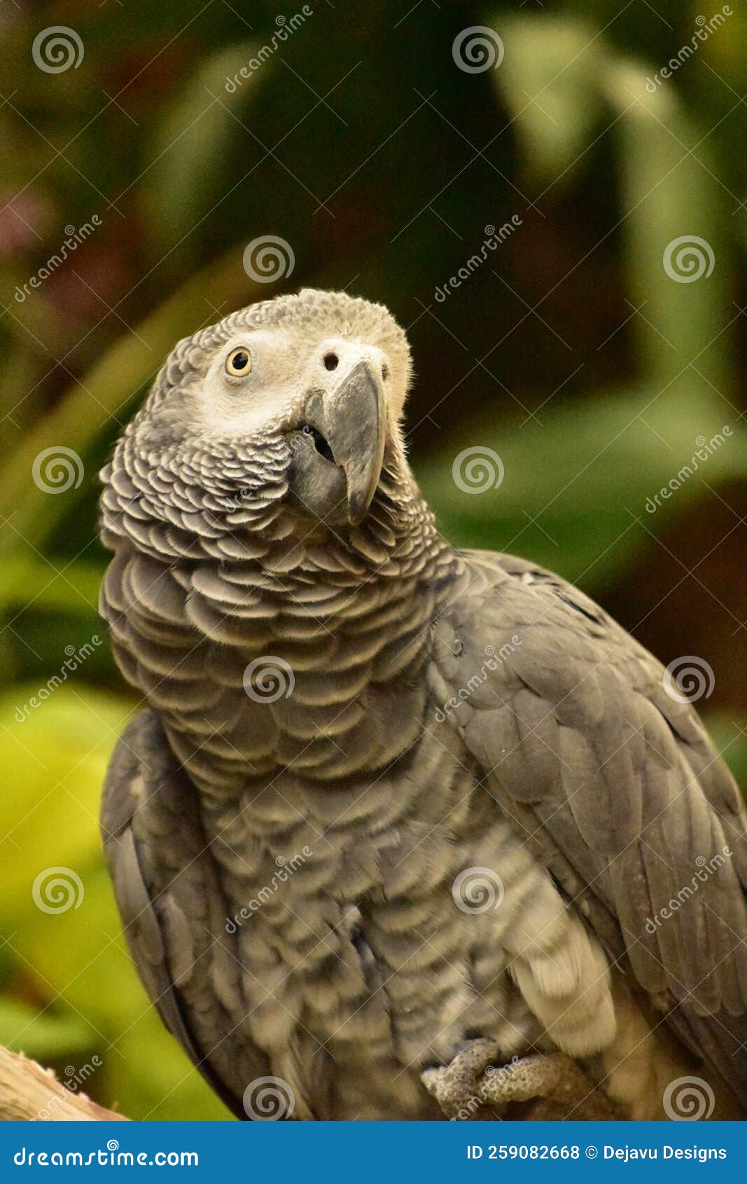 Amazon Grey Parrot with Feathers Ruffled on a Perch Stock Photo - Image ...
