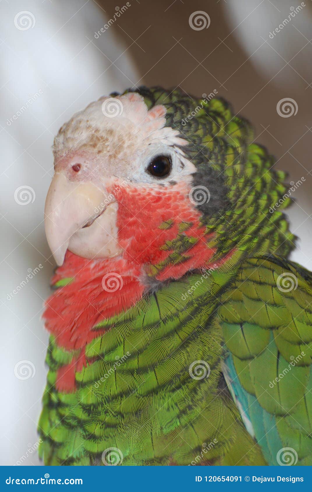 Ruffled Parrot Stock Photography | CartoonDealer.com #85079000