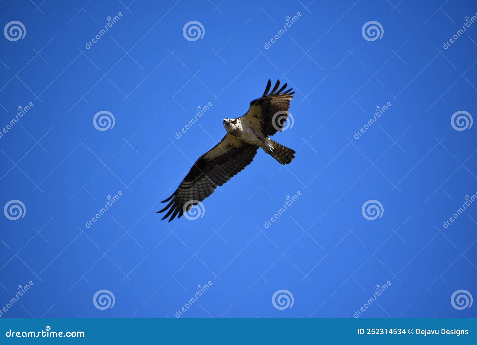 Feathers Ruffled on an Osprey Bird in Flight Stock Photo - Image of ...