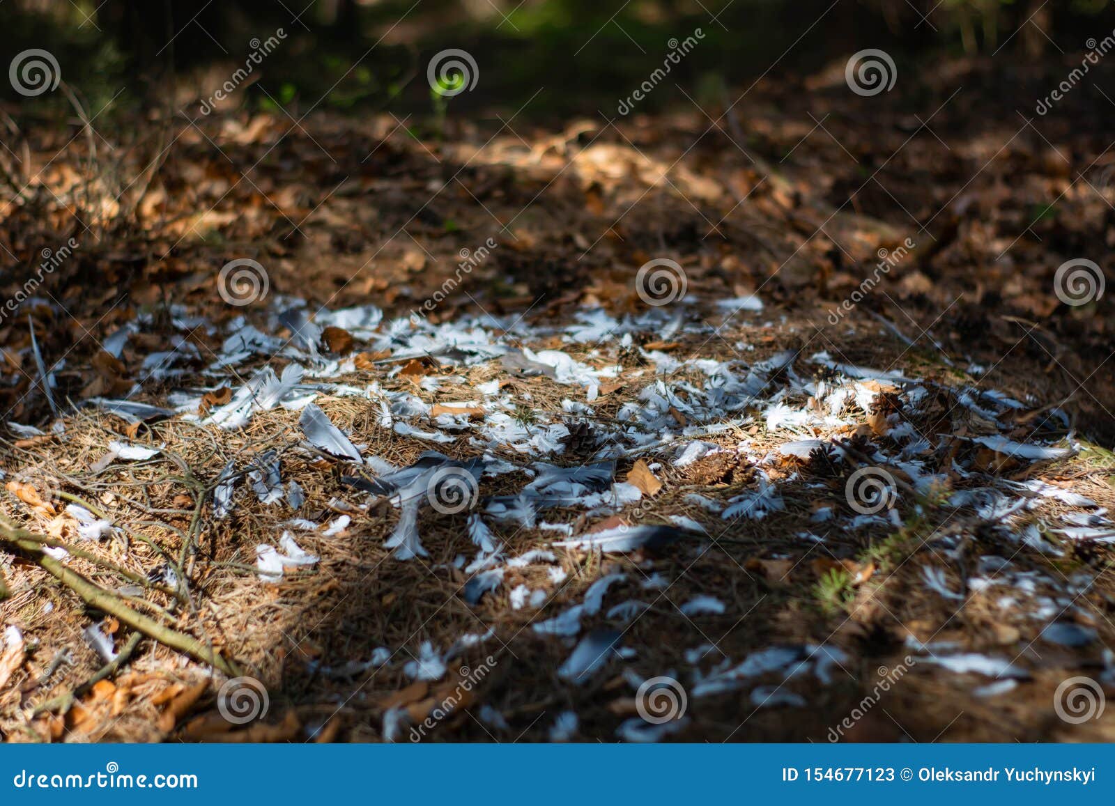 Feathers Scattered on the Ground after the Animals Attack on the Bird ...