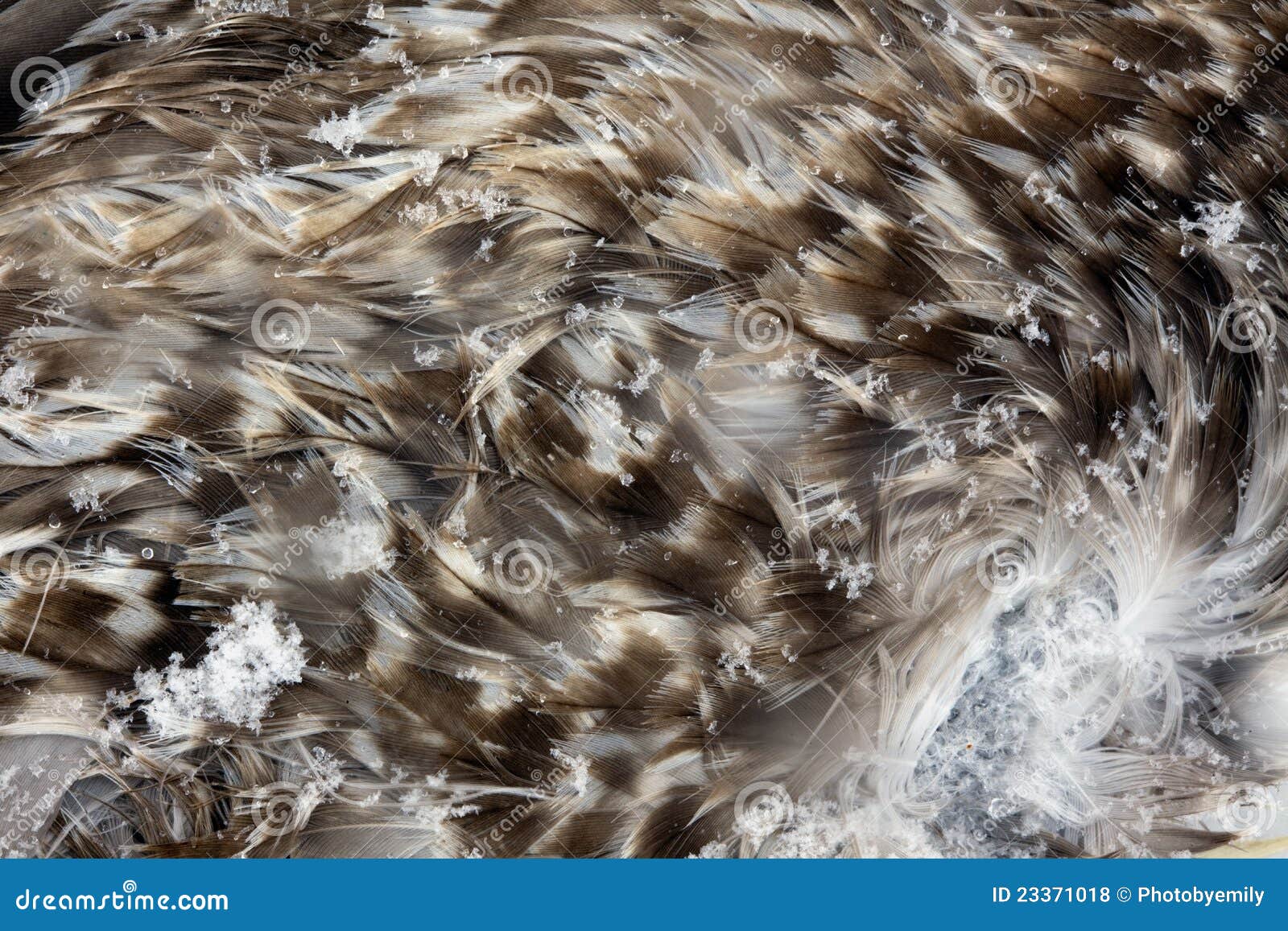 Feathers in Snow stock photo. Image of snow, storm, season - 23371018