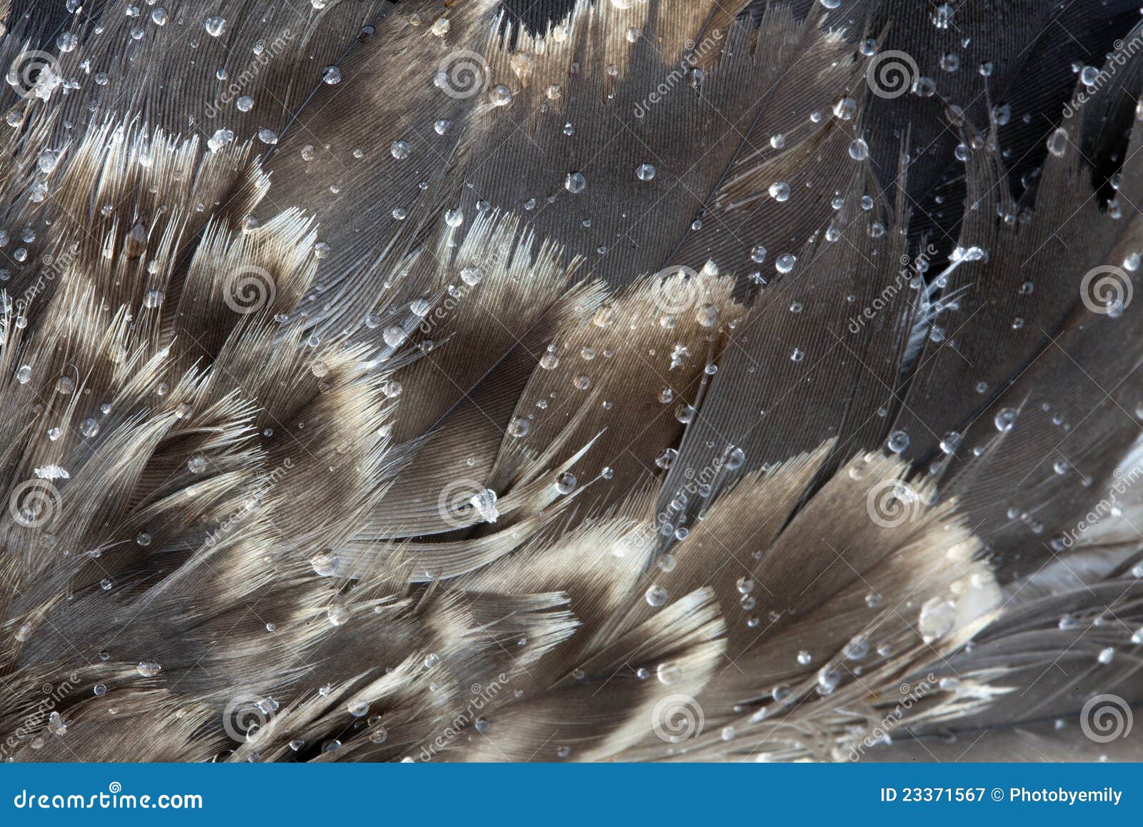 Feathers in Snow stock image. Image of black, weather - 23371567