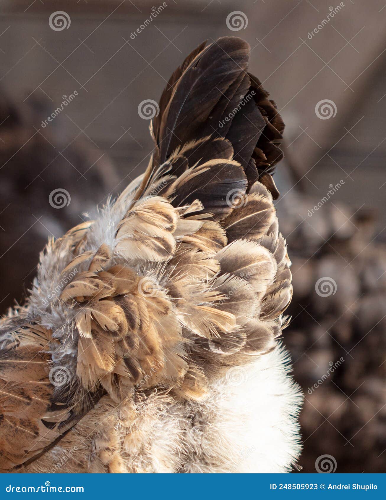 Feathers on the Tail of a Chicken. Stock Image - Image of design ...