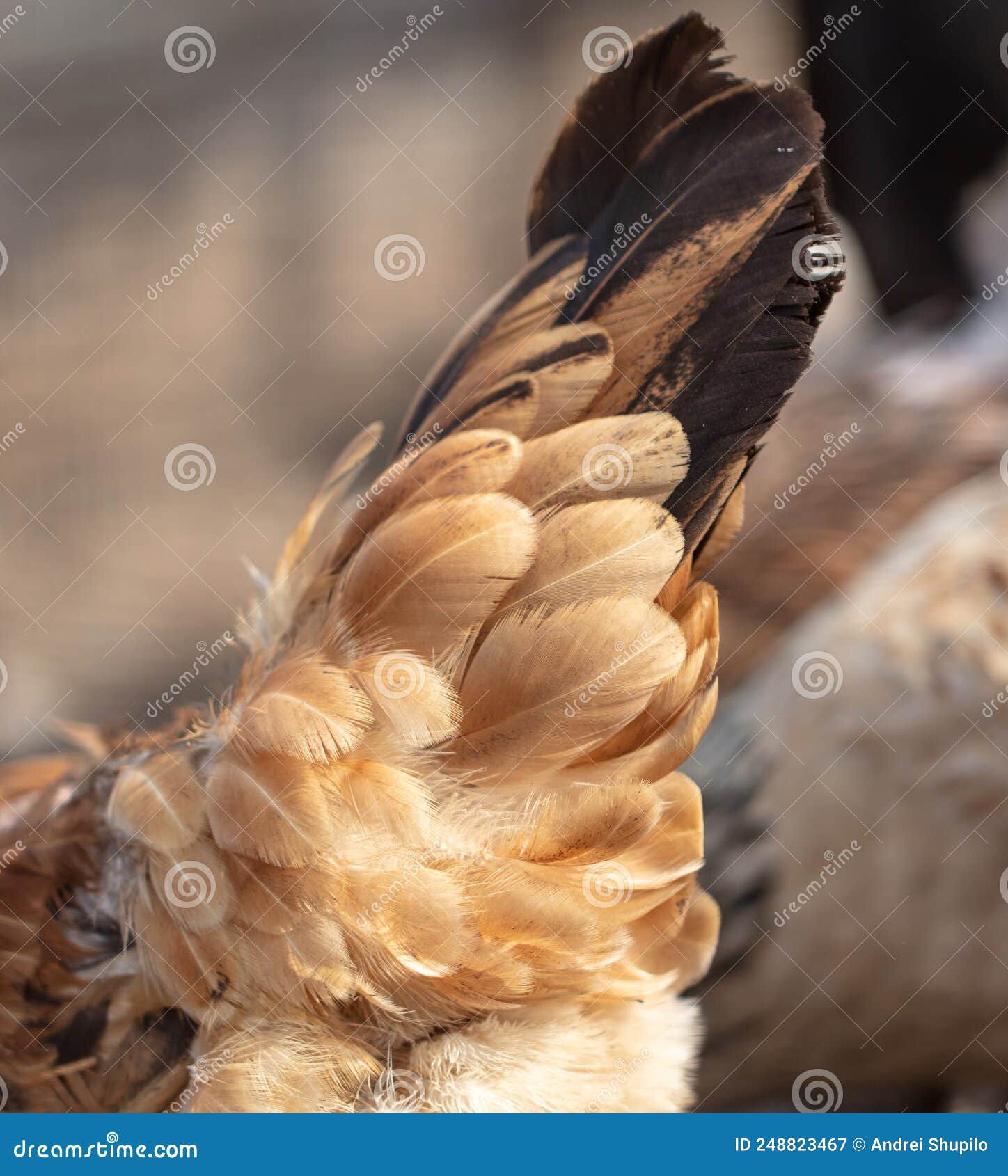 Feathers on the Tail of a Chicken. Stock Image - Image of nature, teal ...