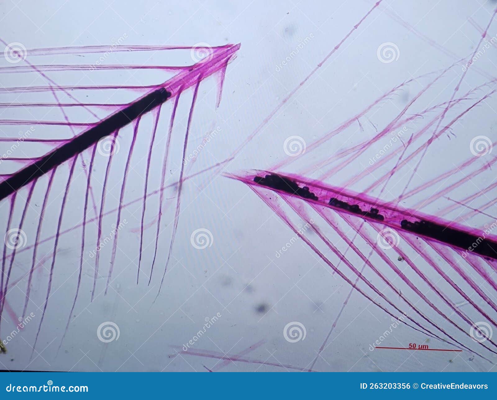 Feathers Viewed Under Microscope with Pink Stain Stock Photo - Image of ...