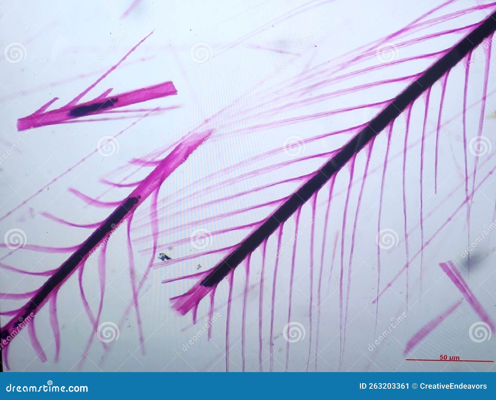 Feathers Viewed Under Microscope with Pink Stain Stock Image - Image of ...
