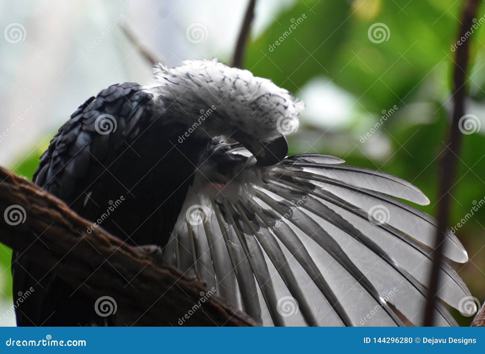 Feathers on a White Crested Hornbill Ruffled Stock Photo - Image of ...