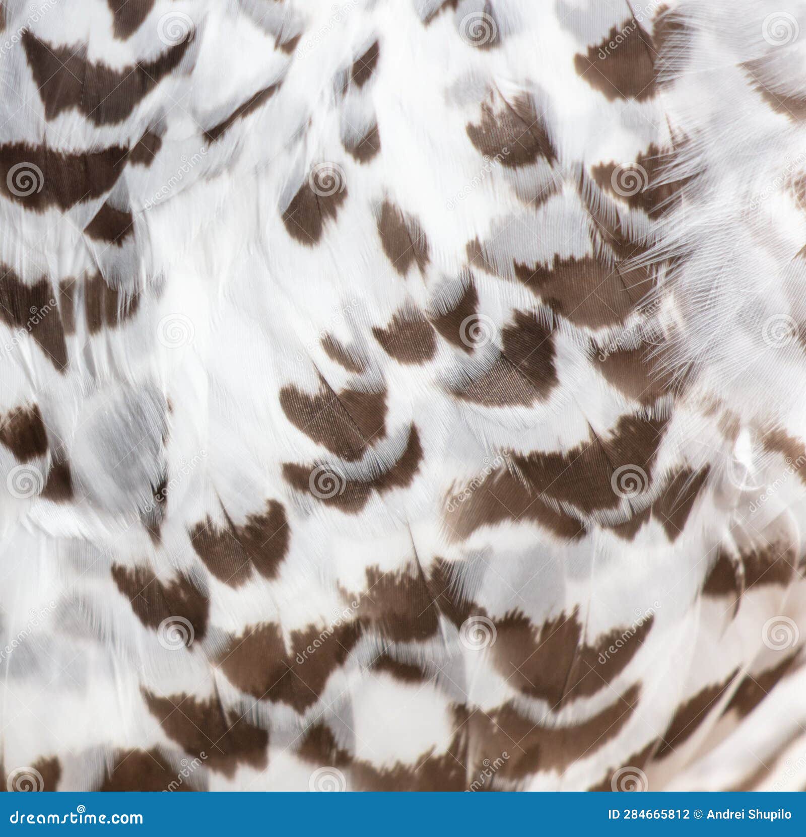 Feathers of a White Eagle Owl As an Abstract Background. Texture Stock ...