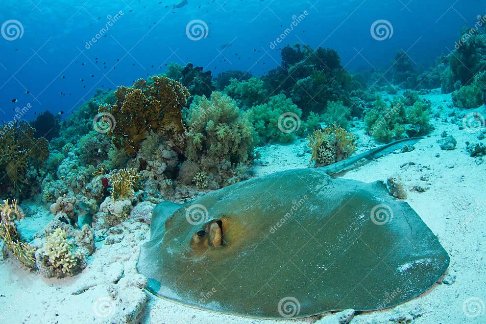 Feathertail stingray stock image. Image of animal, diving - 20616099