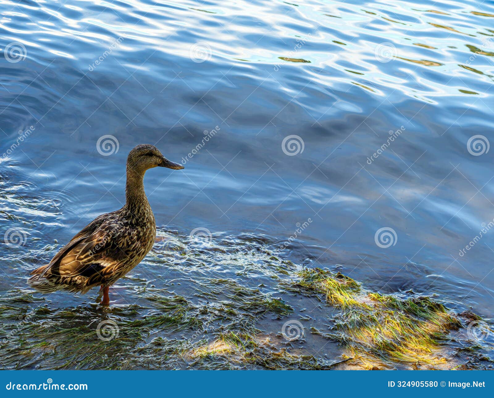 Feathery Duck is Stepping into the Water Against a Rising Tide Stock ...