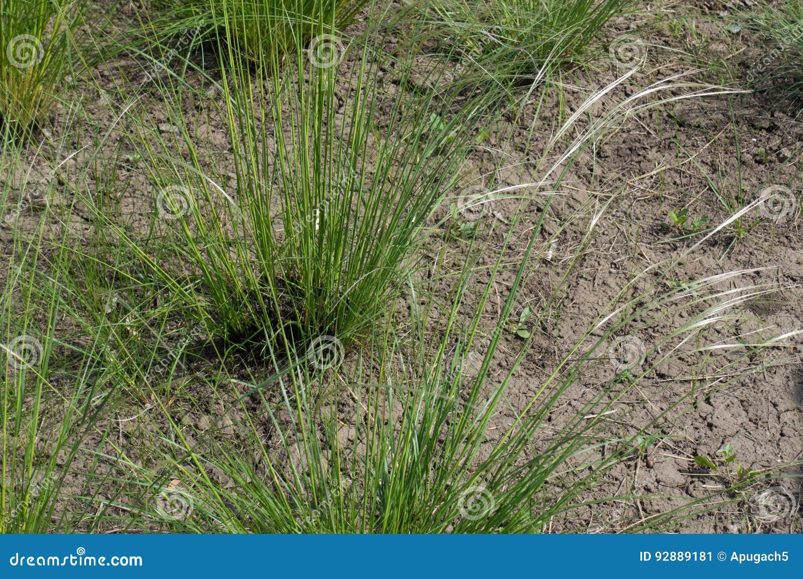 Feathery Flowering Spikes Of Stipa In Spring Royalty-Free Stock ...