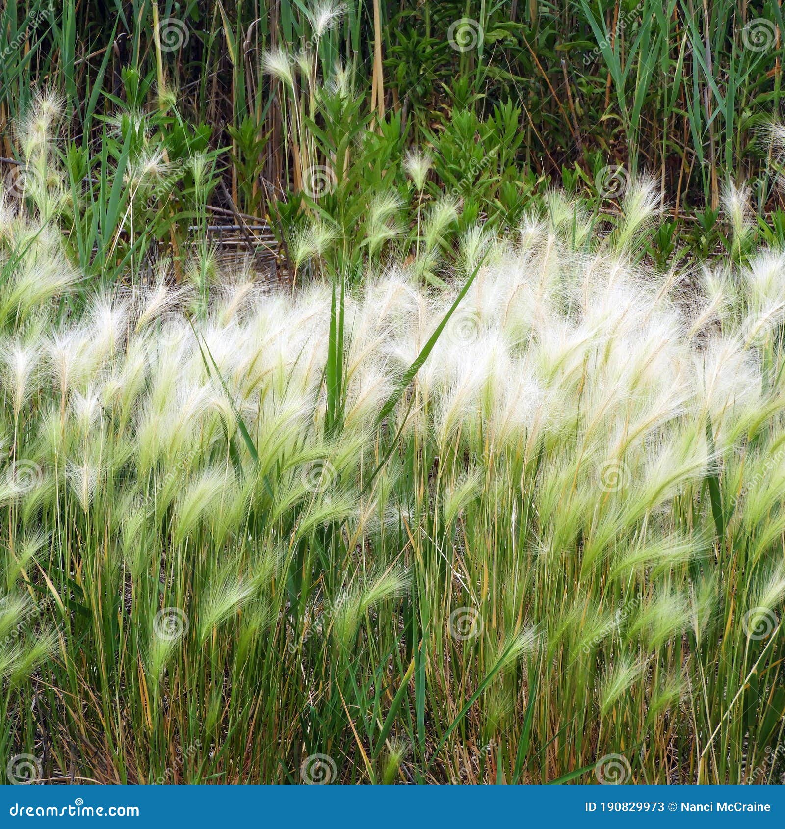 Feathery Marsh Grass Grows Along Shoreline at Montezuma National ...