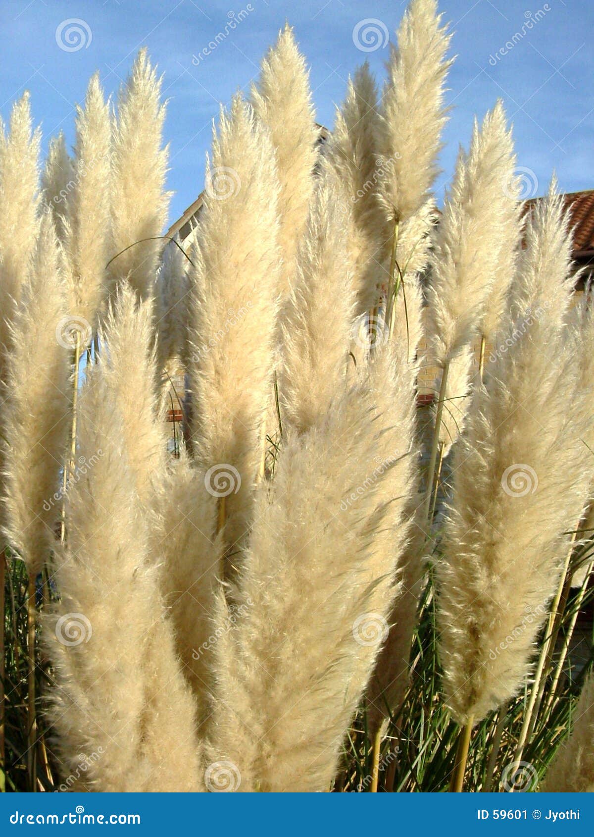 Feathery Plant Picture. Image: 59601